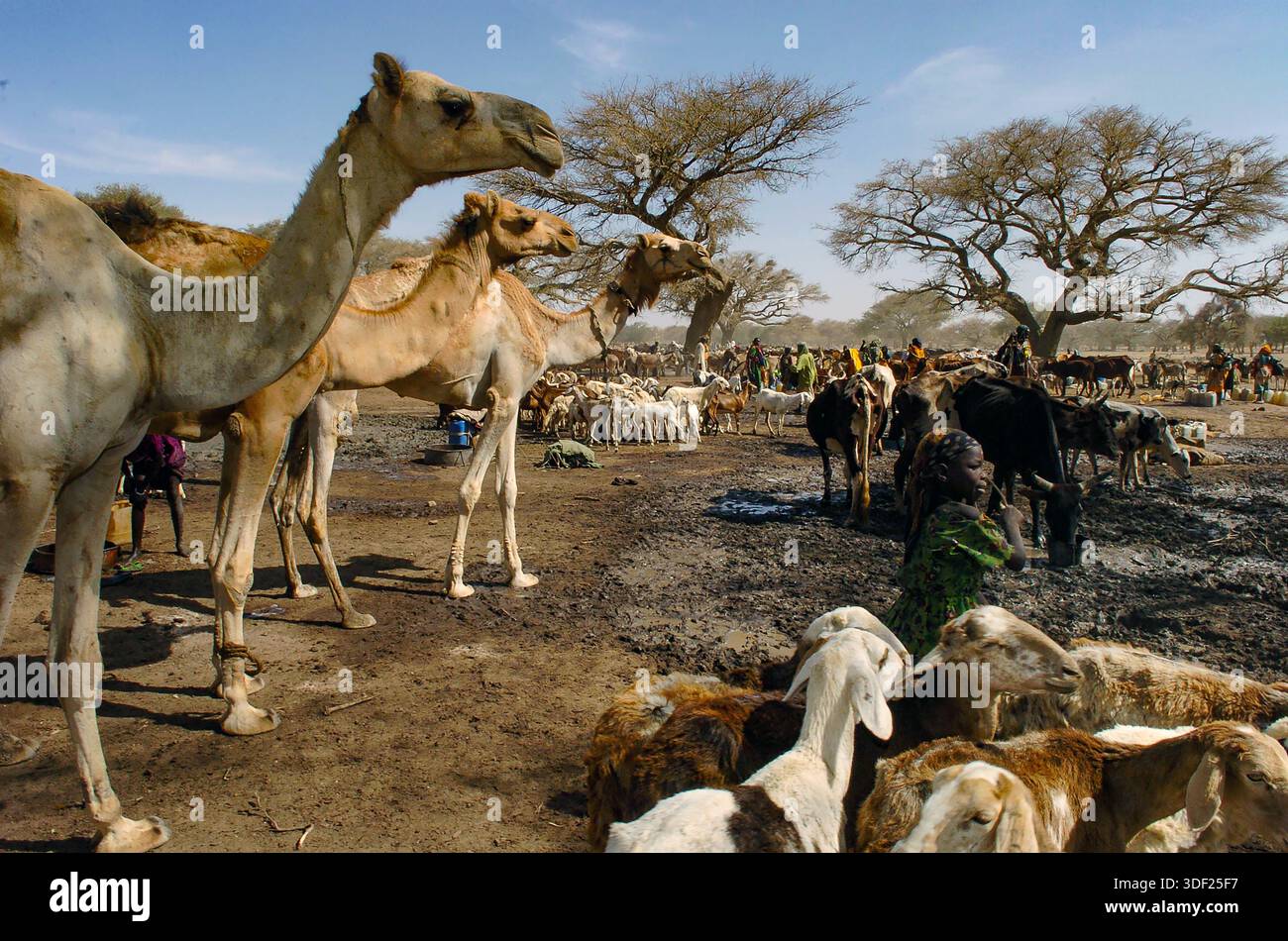 15/06/04. Chad, Africa. Civil war and drought. Refugees fleeing ...