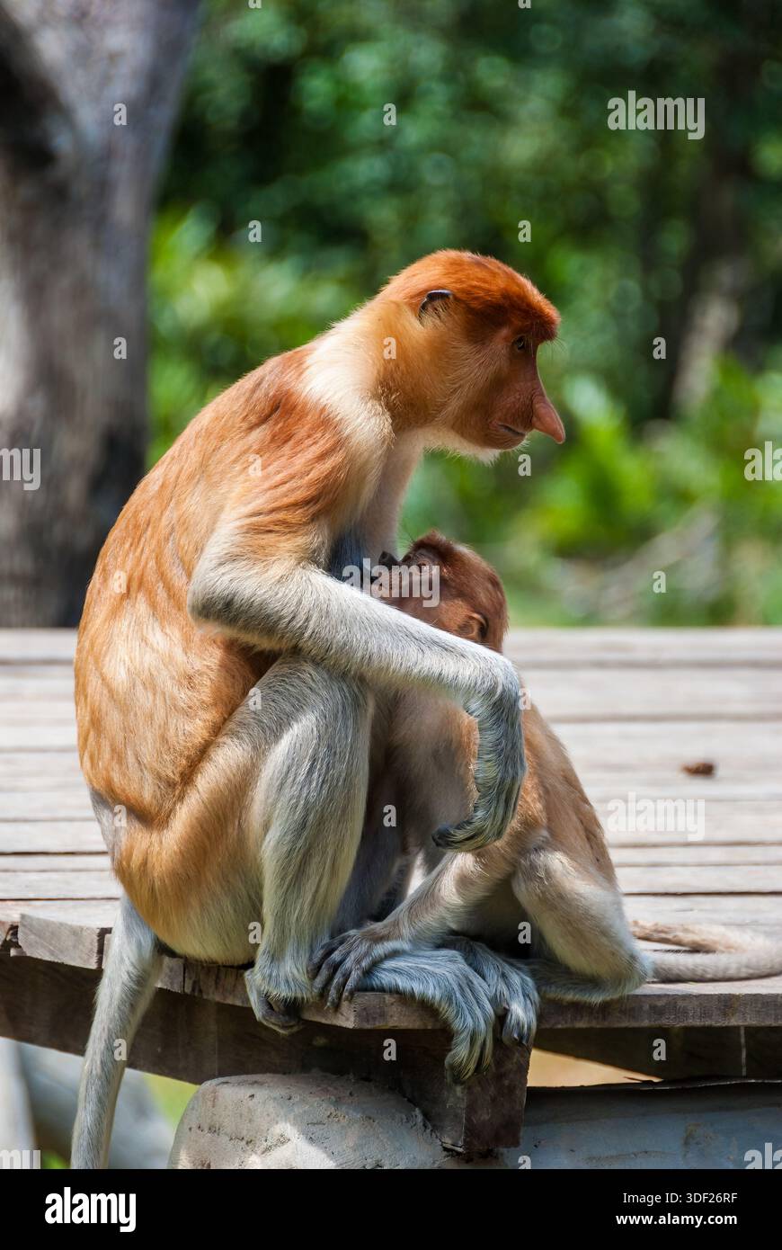 Proboscis monkey on a tree branch, female with baby nursing, long-nosed ...