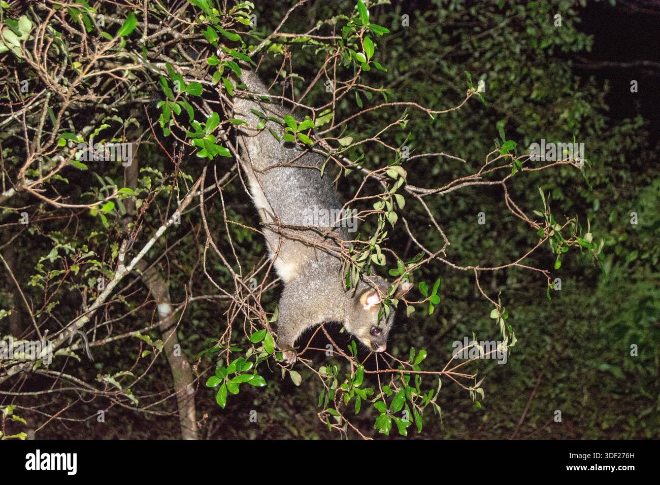 A nocturnal marsupial hanging upside down from a tree branch ...