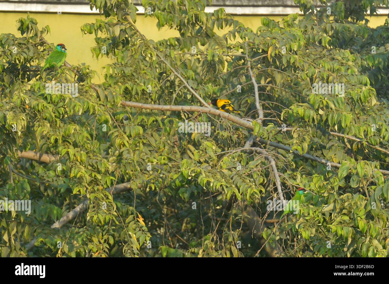 Siliguri, West Bengal, India. 10th Jan, 2026. A Black hooded Oriole ...