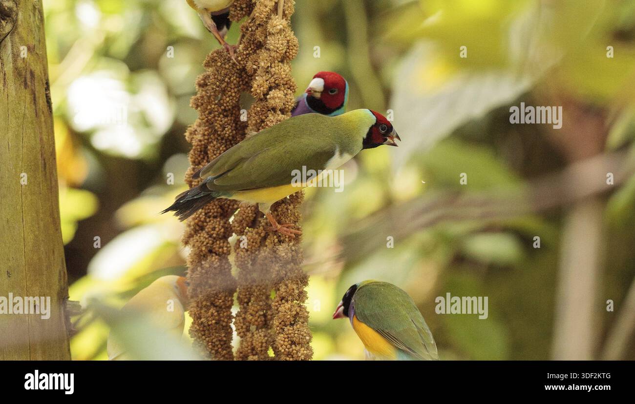 Colorful Lady gouldian finch Erythrura gouldiae birds eat seed that ...