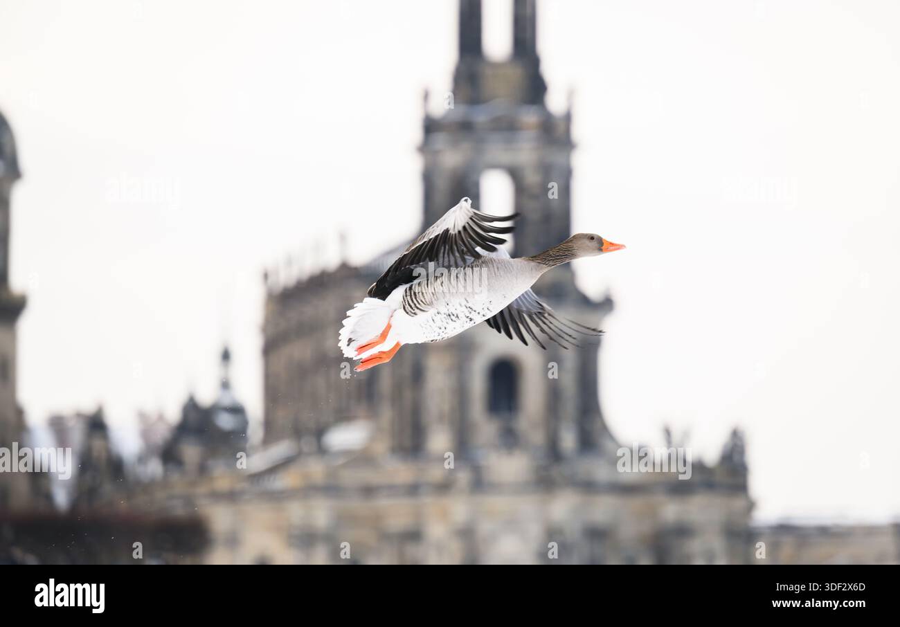 dpatop - 10 January 2026, Saxony, Dresden: A greylag goose flies along ...
