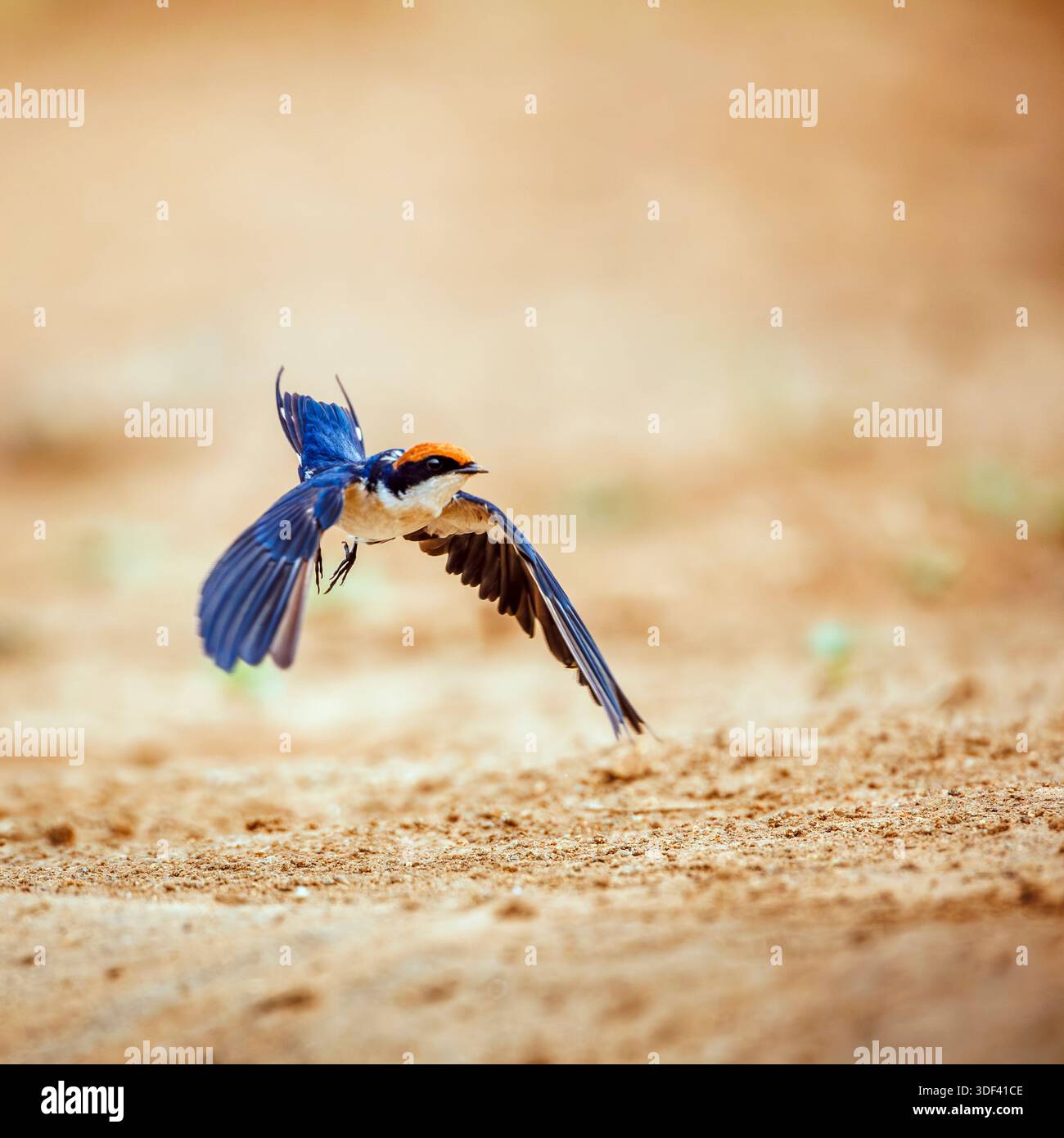 Wire tailed Swallow in flight ground level front view in Greater Kruger ...