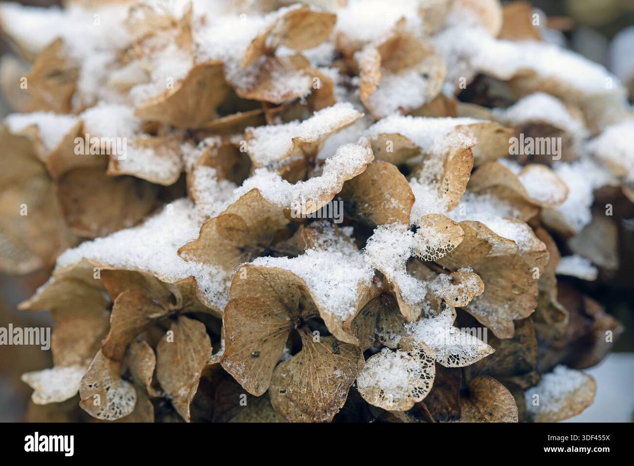 Verdorrte Blüten Verdorrte Hortensienblüte im Winter mit ...
