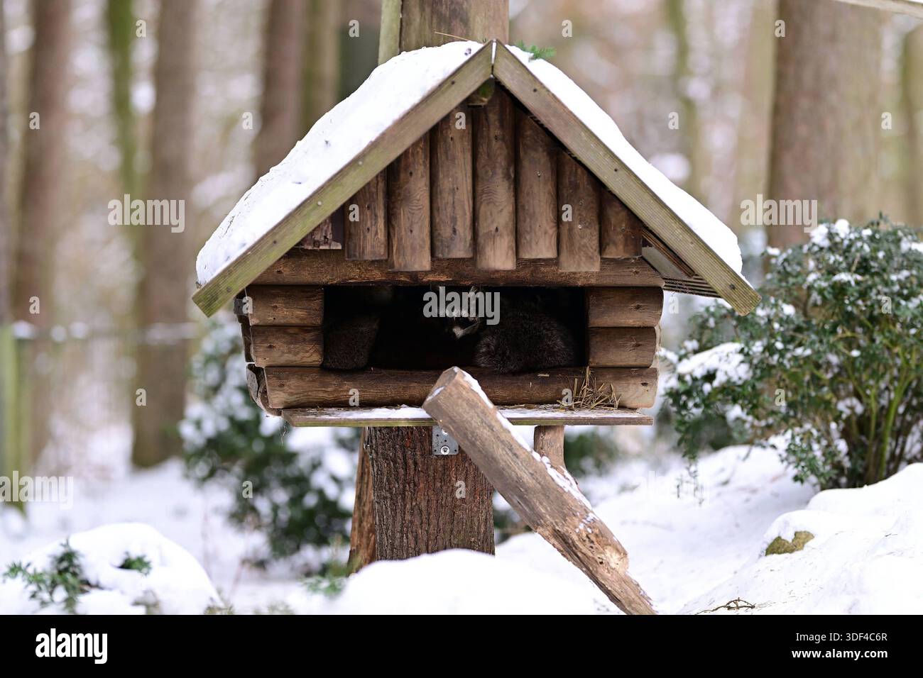 I 10.01.2026 Waschbär im Winter in natürlicher Umgebung Hamburg Hamburg ...