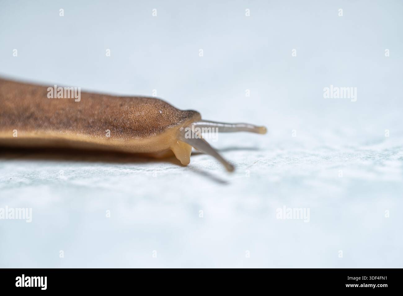 Close-up macro photography focusing on the granular skin texture and ...