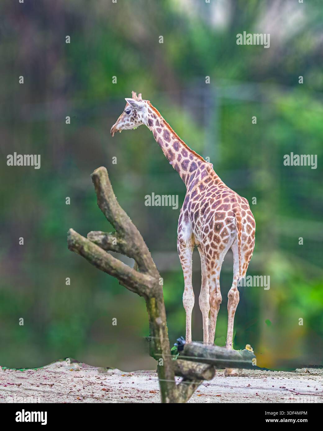 Far back hi-res stock photography and images - Alamy