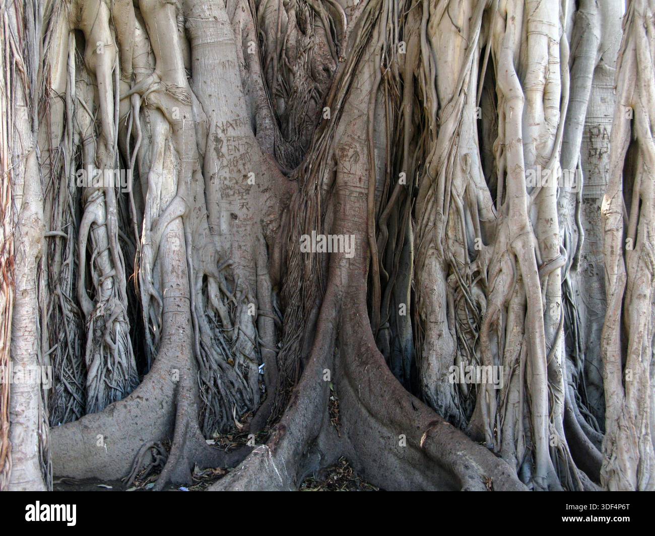 Feigenbaum Ficus magnolioides, Park Giardino Garibaldi an der Piazza ...