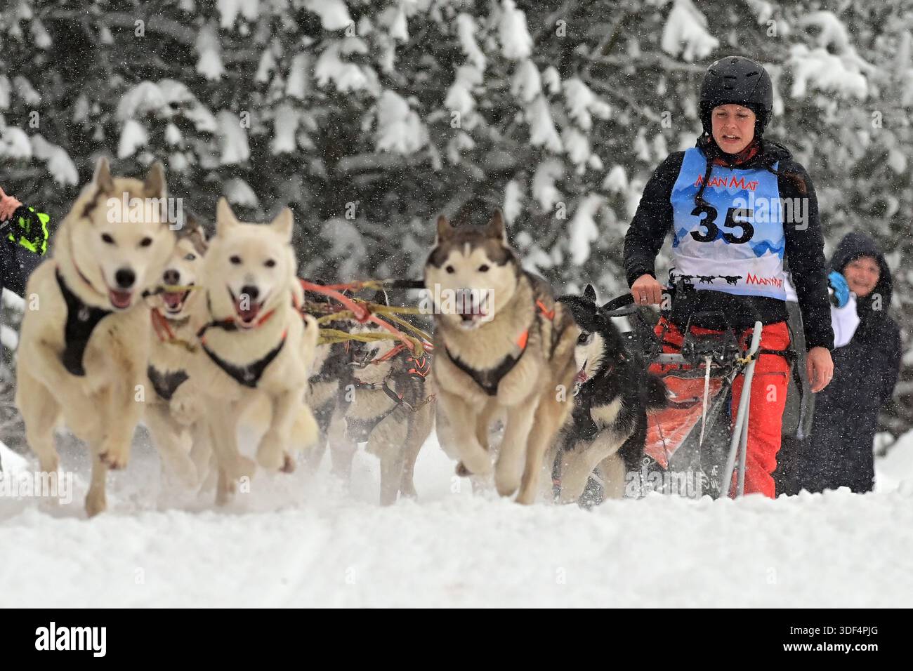 Mushers and theirs dog teams during the race Eduard Mid Abertamy, Czech ...
