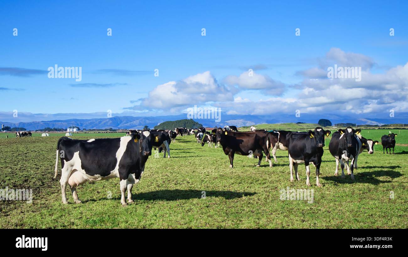 Healthy herd of New Zealand Friesian cows on winter grazing pasture. As ...