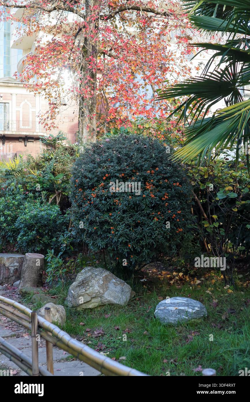 Colorful fall scene in garden with crimson leaves, palm trees, berried ...