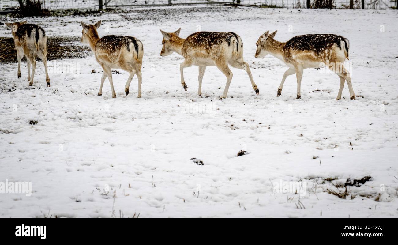 WOERDEN - Deer in the snow. ROBIN UTRECHT /ANP netherlands out ...