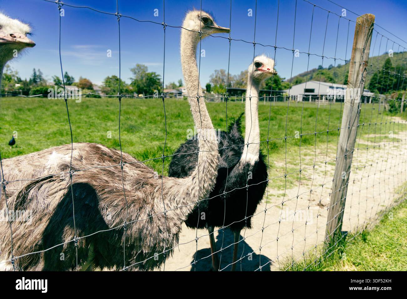 Curious ostriches behind farm hi-res stock photography and images - Alamy