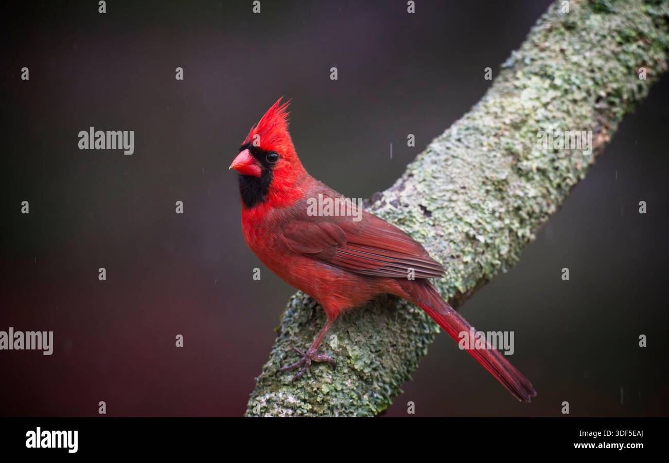 UNITED STATES - 01-10-2026: A Northern Cardinal :: Cardinalis ...
