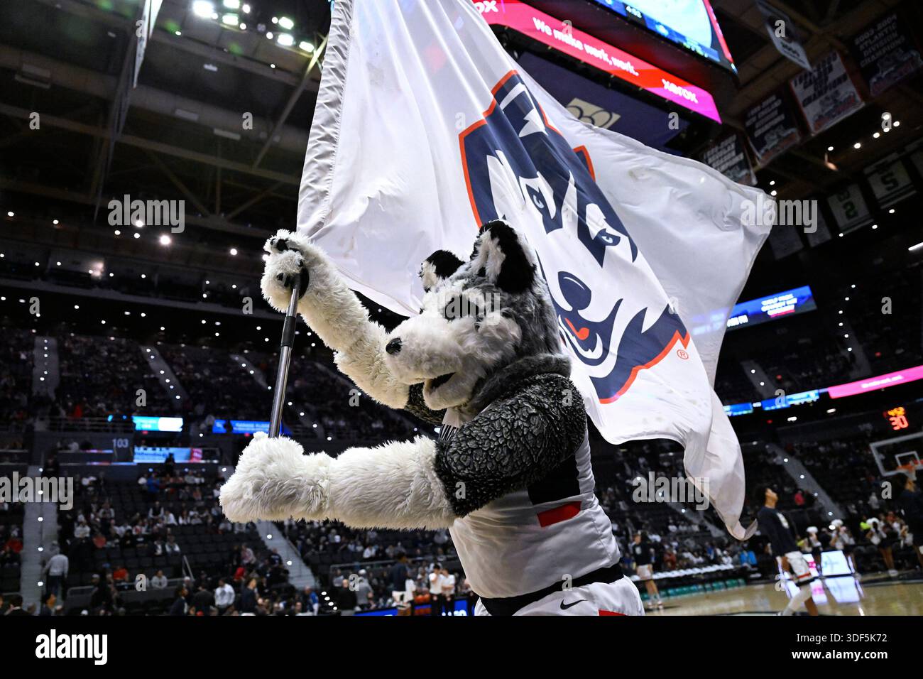 UConn mascot Jonathan the Husky runs with a flag before an NCAA college ...
