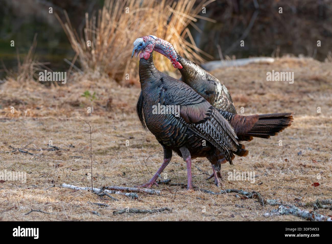 Wild Turkey (Meleagris gallopavo). Mating fight between two mature Toms ...