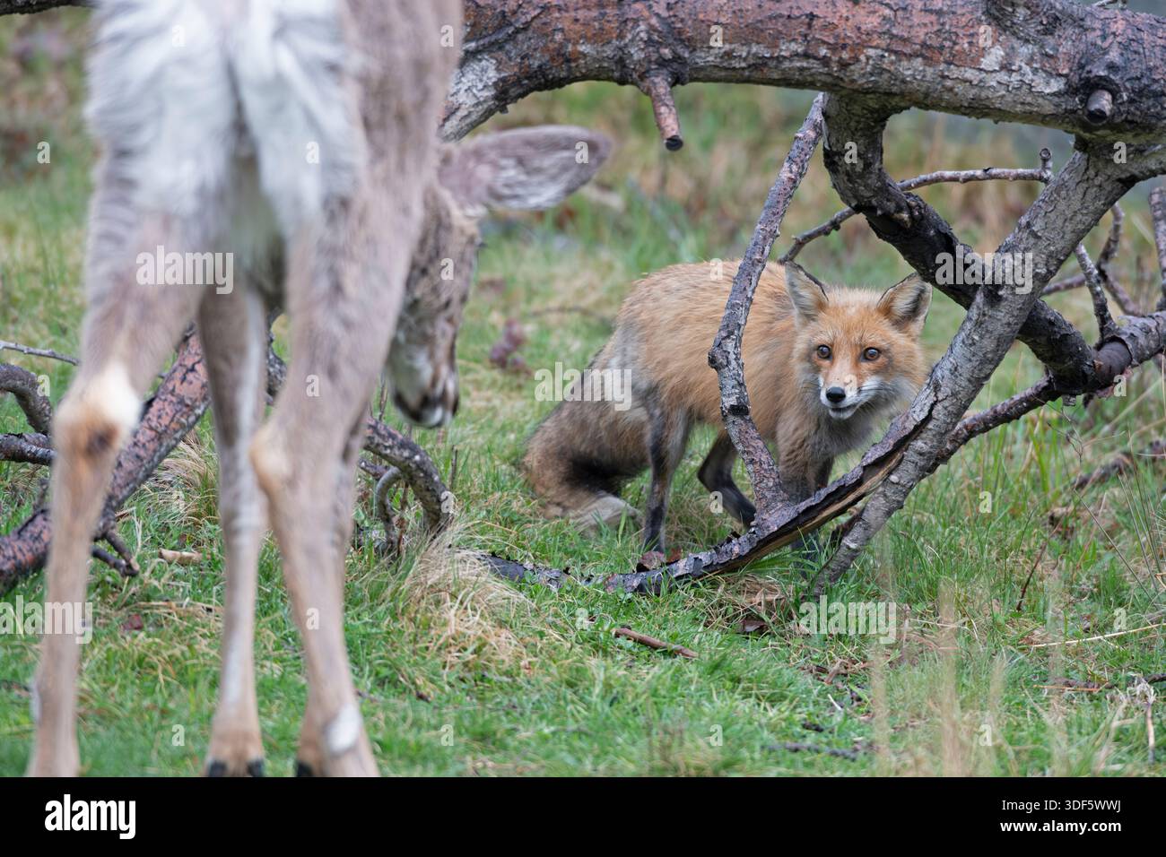 Red Fox (Vulpes vulpes). interacting with a Whitetailed Deer. May in ...