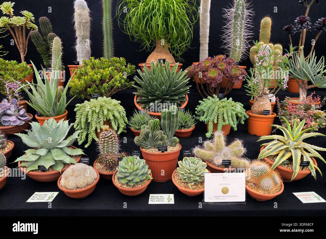 Gold medal-winning exhibit of rare and unusual succulents and cacti on ...