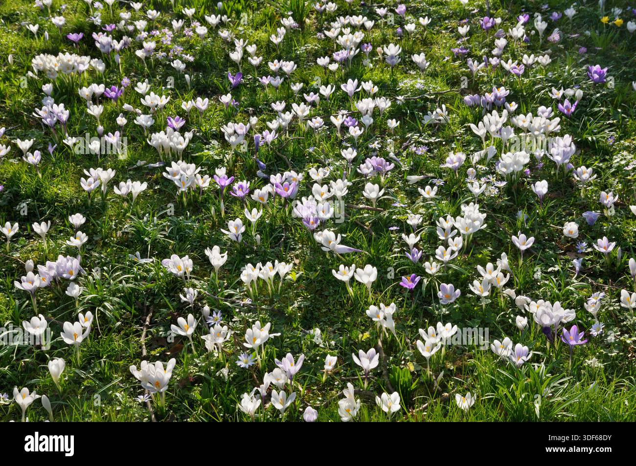 Purple flowers crocuses on hi-res stock photography and images - Alamy
