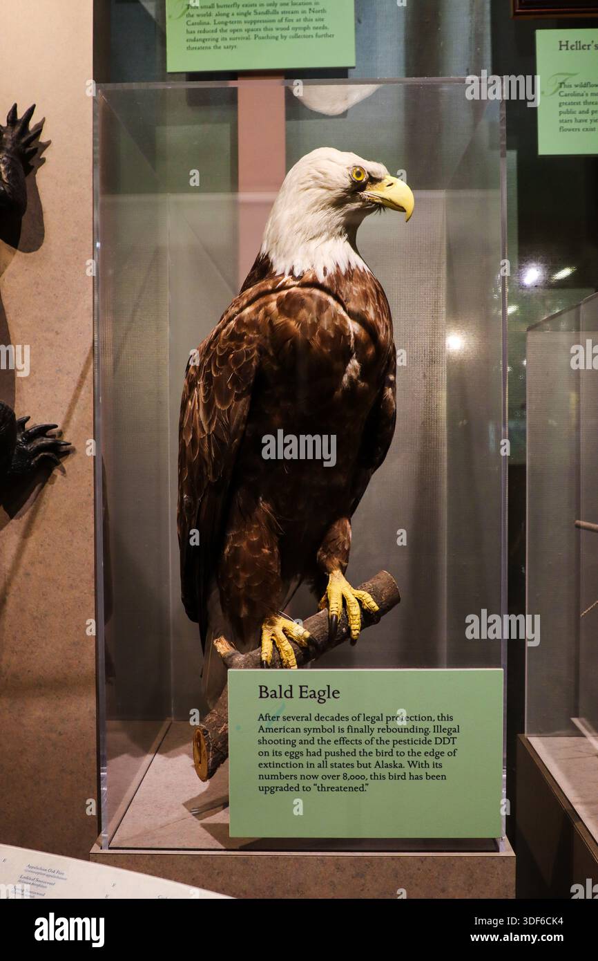 Preserved bald eagle displayed in a museum case, highlighting national ...