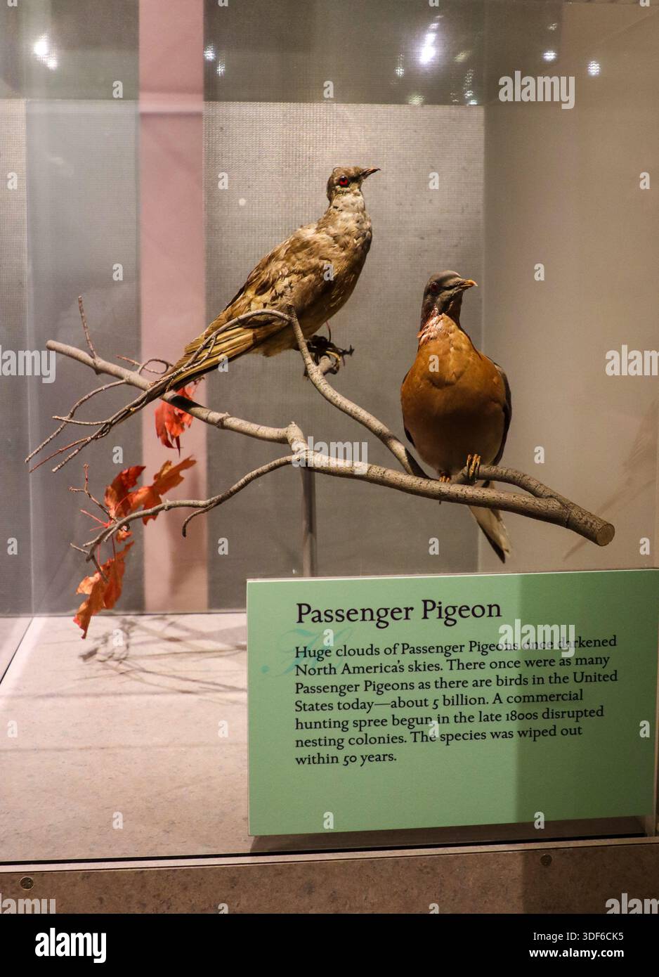 Passenger pigeon hi-res stock photography and images - Alamy