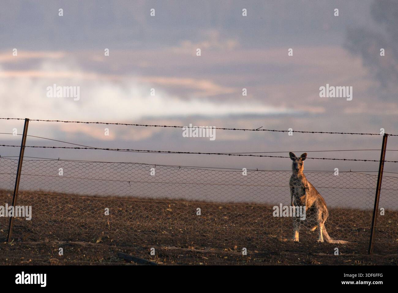 January 10th 2026, Yarck, Australia. A wallaby stands behind a fence ...