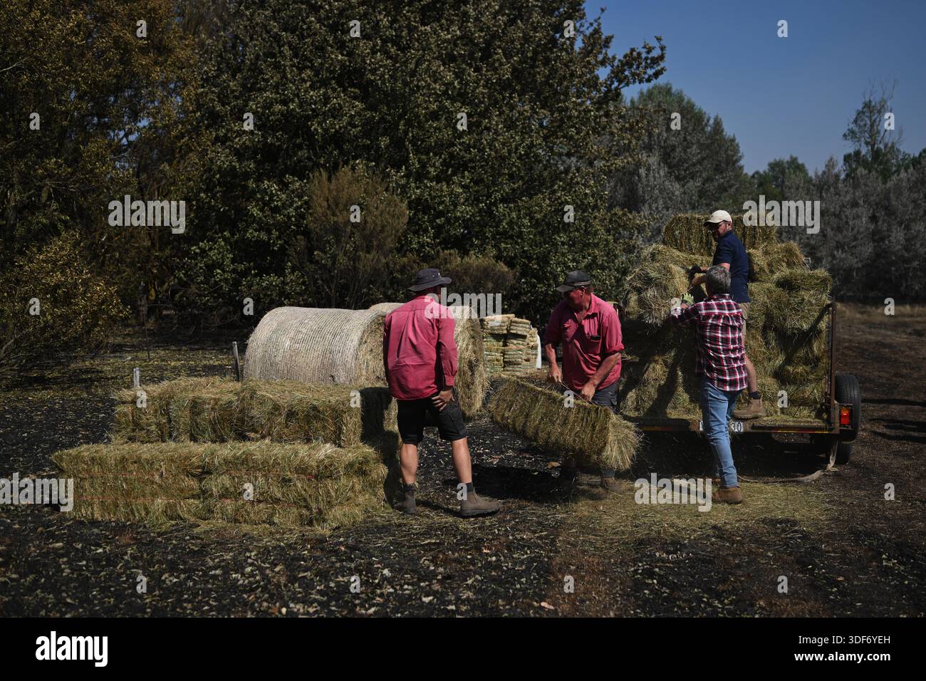 People distribute relief hay to fire affected farmers in Ruffy ...