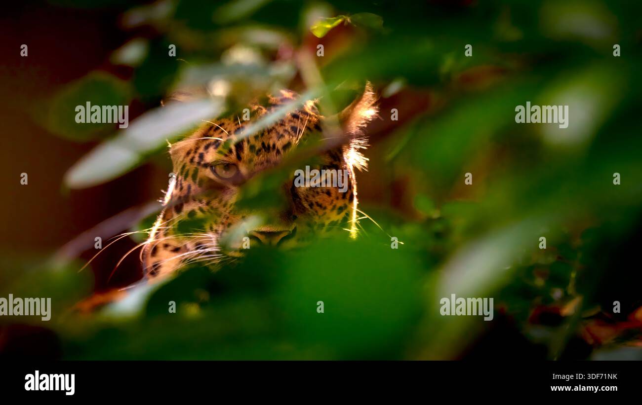 Leopard hiding behind bush hi-res stock photography and images - Alamy