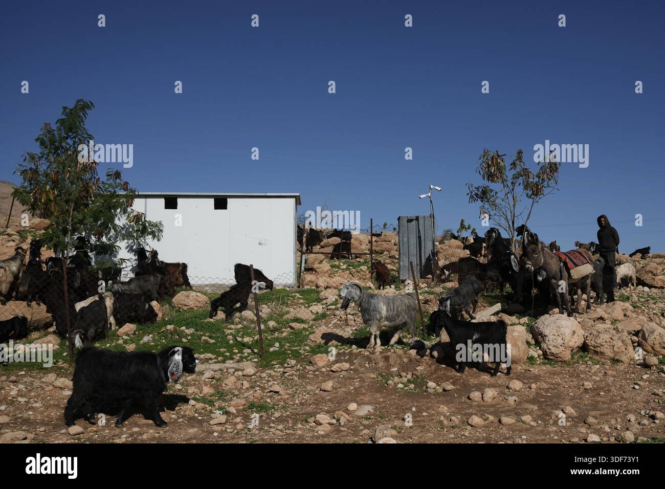 An Israeli settler herds his flock near his outpost beside the ...