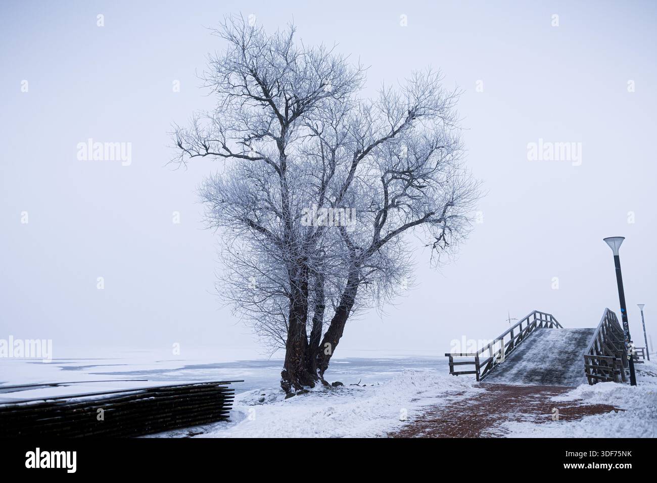 11 January 2025, Lower Saxony, Steinhude: A tree stands in foggy ...