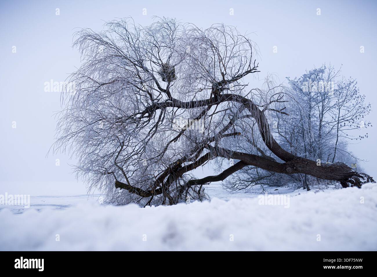 11 January 2025, Lower Saxony, Steinhude: A tree juts out into the ...