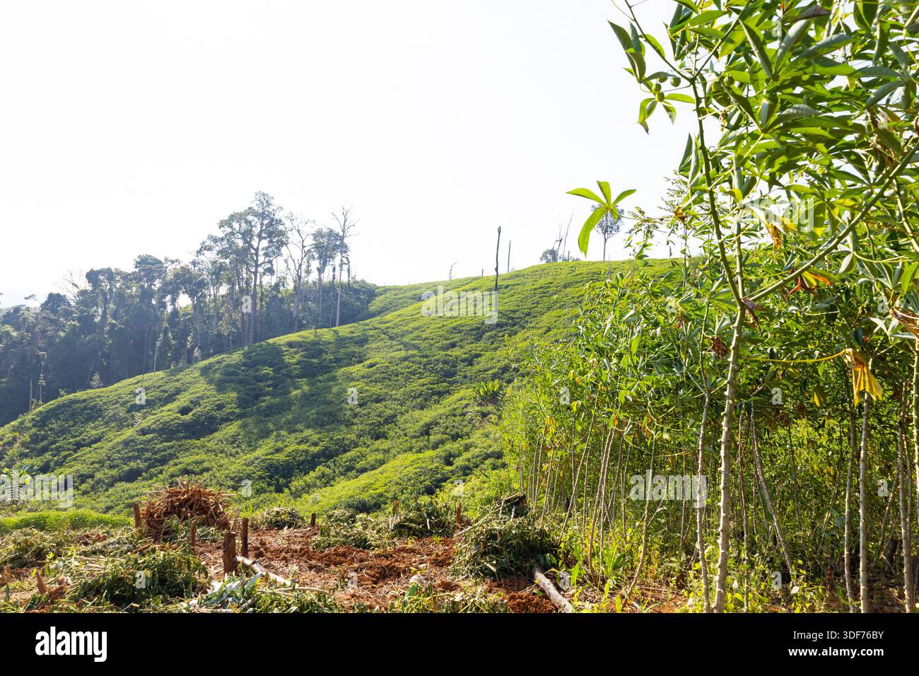Organic cassava plants grow on mountain hillside farmland after forest ...