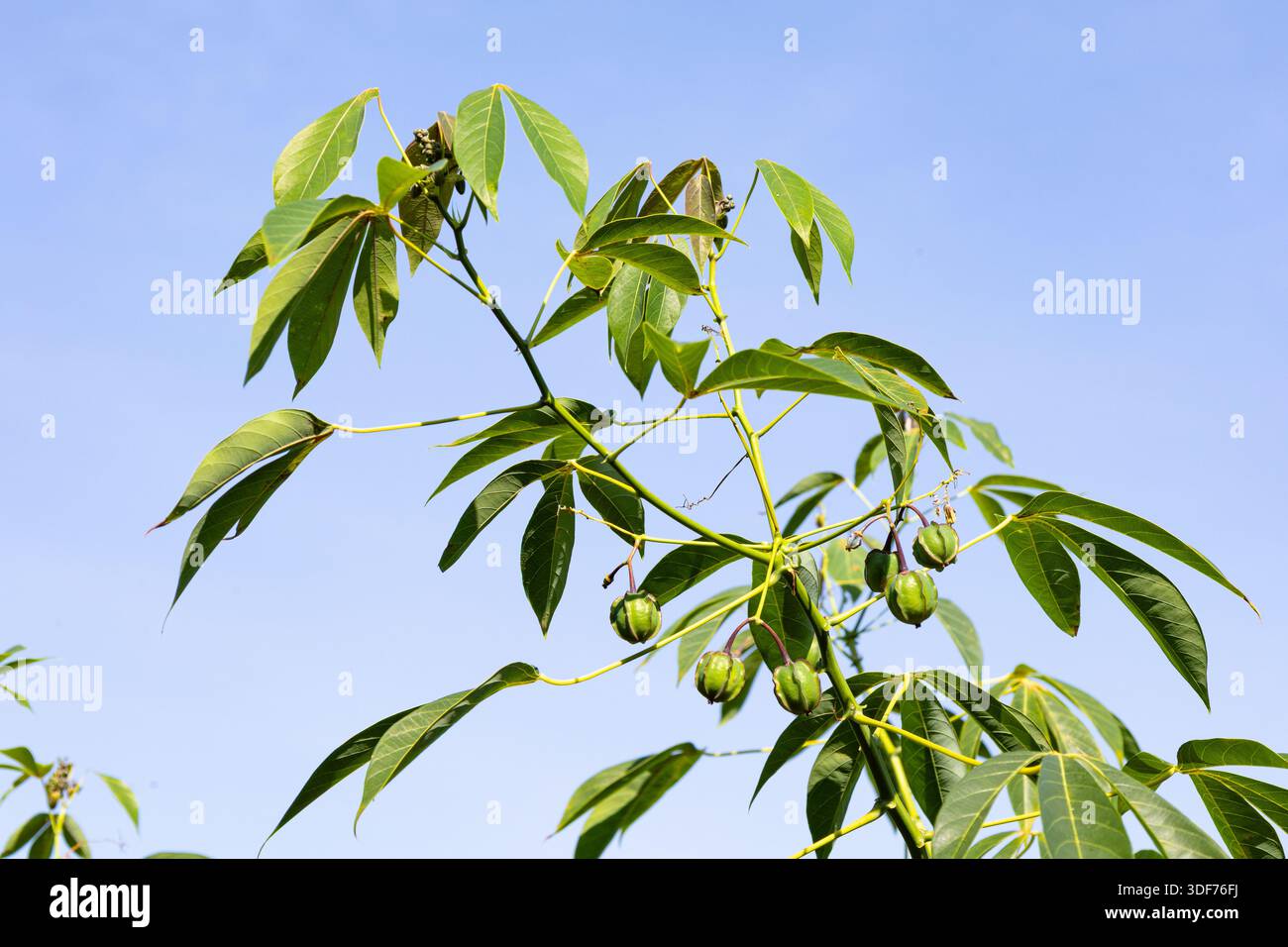 Natural cassava flowers grow hi-res stock photography and images - Alamy
