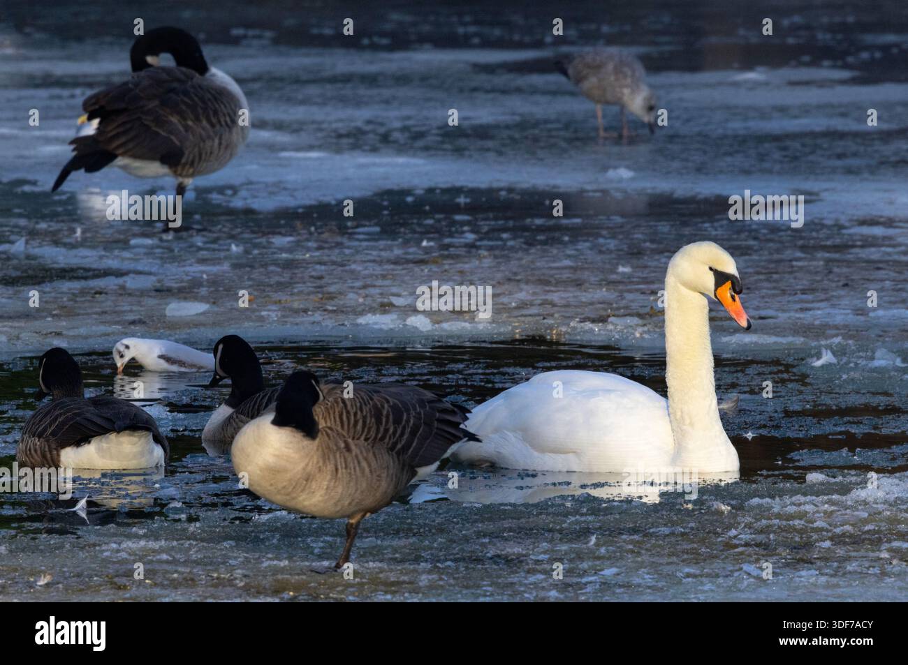 A Mute Swan and some Canada Geese wait out the extreme cold weather ...