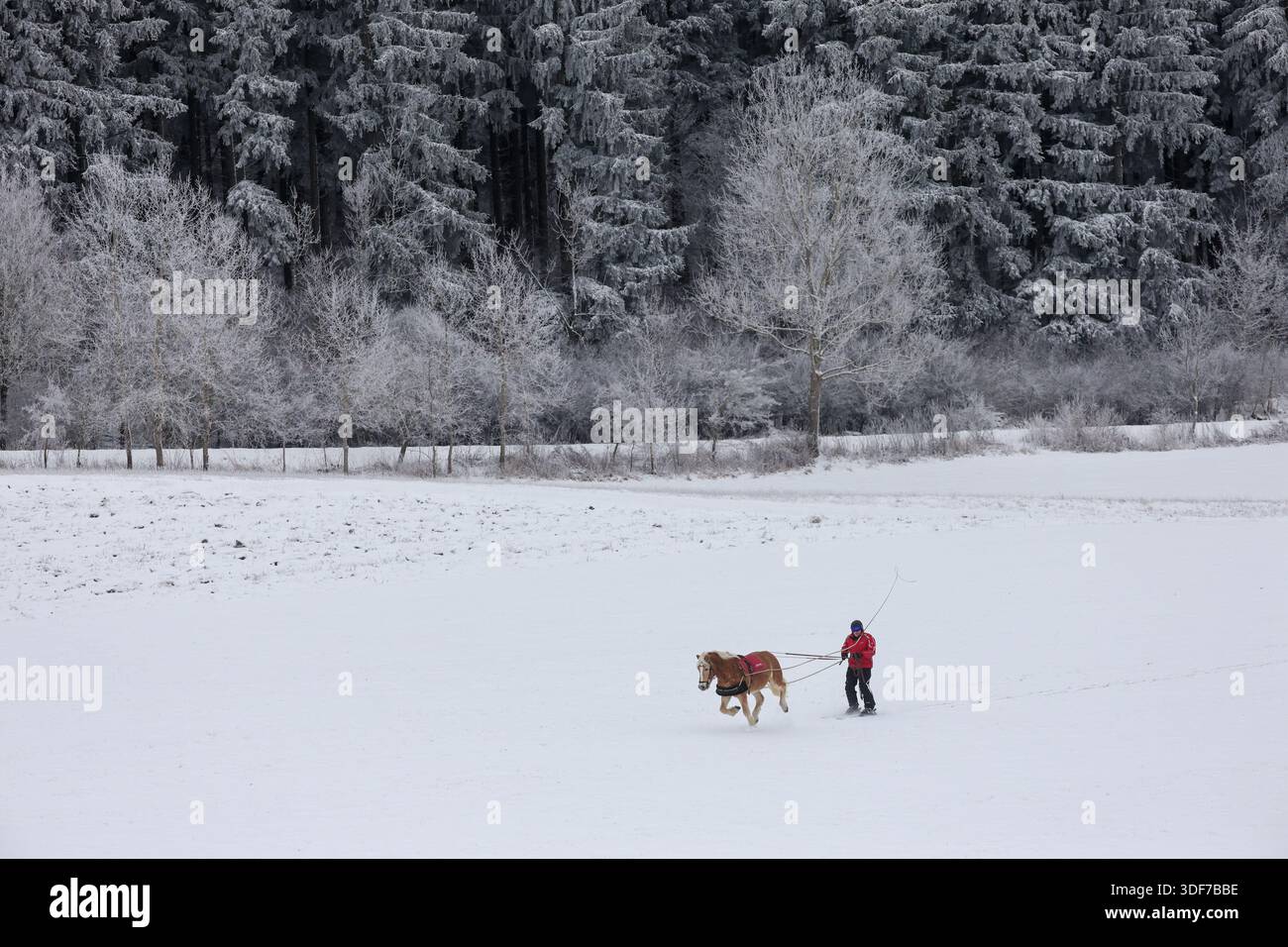 11 January 2026, Baden-Württemberg, Münsingen: Skijoring in the Swabian ...