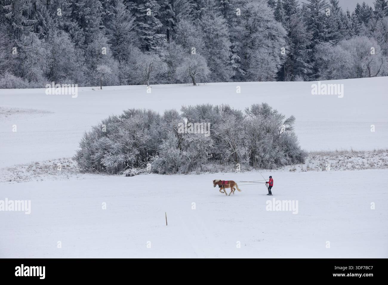 11 January 2026, Baden-Württemberg, Münsingen: Skijoring in the Swabian ...