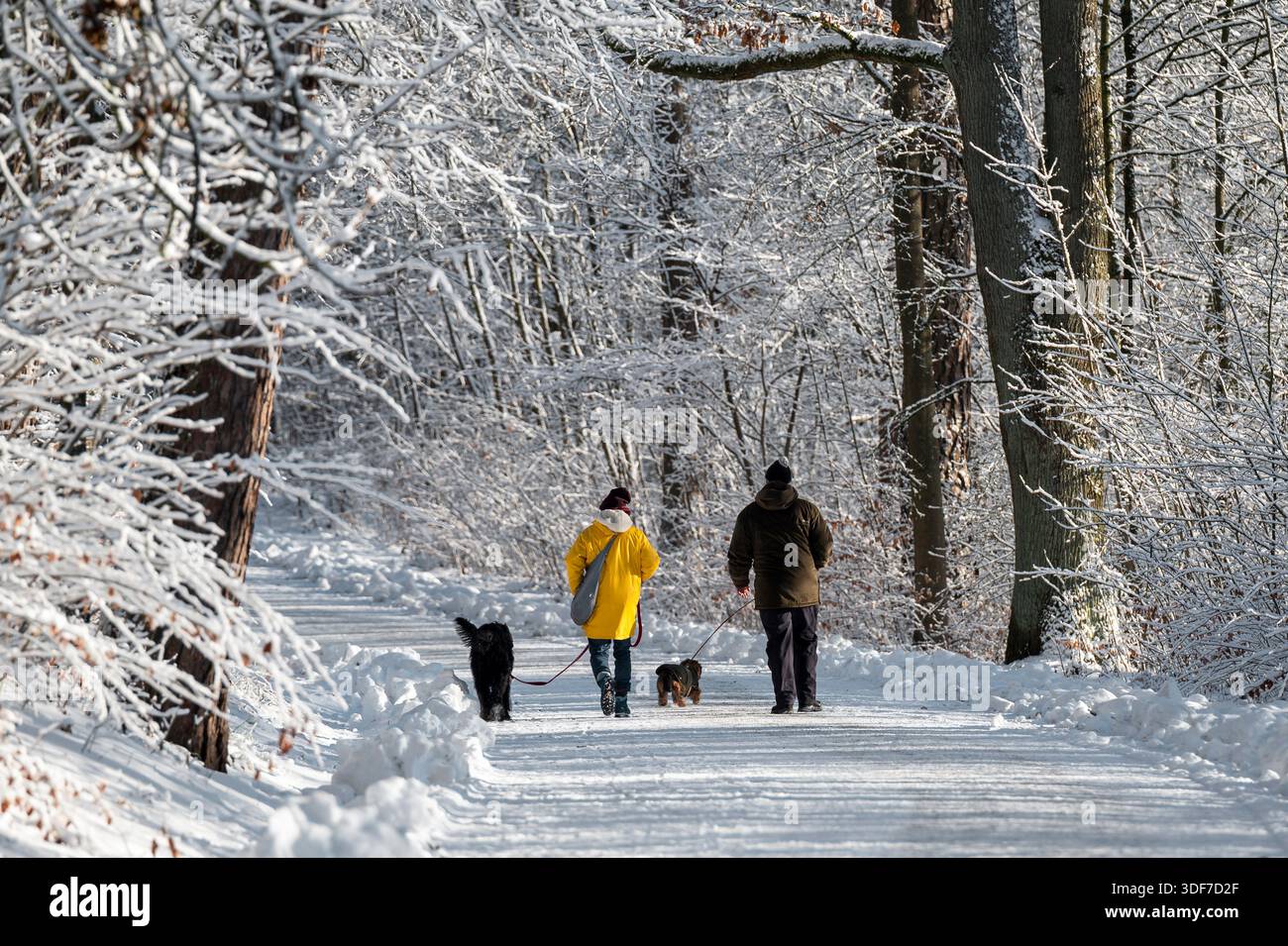 11 January 2026, Bavaria, Coburg: Two people walk their dogs in the ...