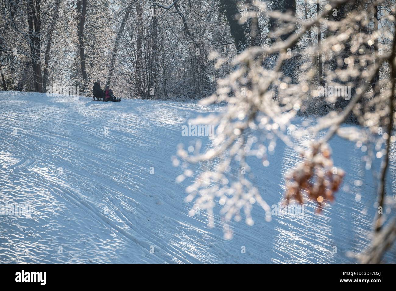 11 January 2026, Bavaria, Coburg: A family sledding down a hill in the ...