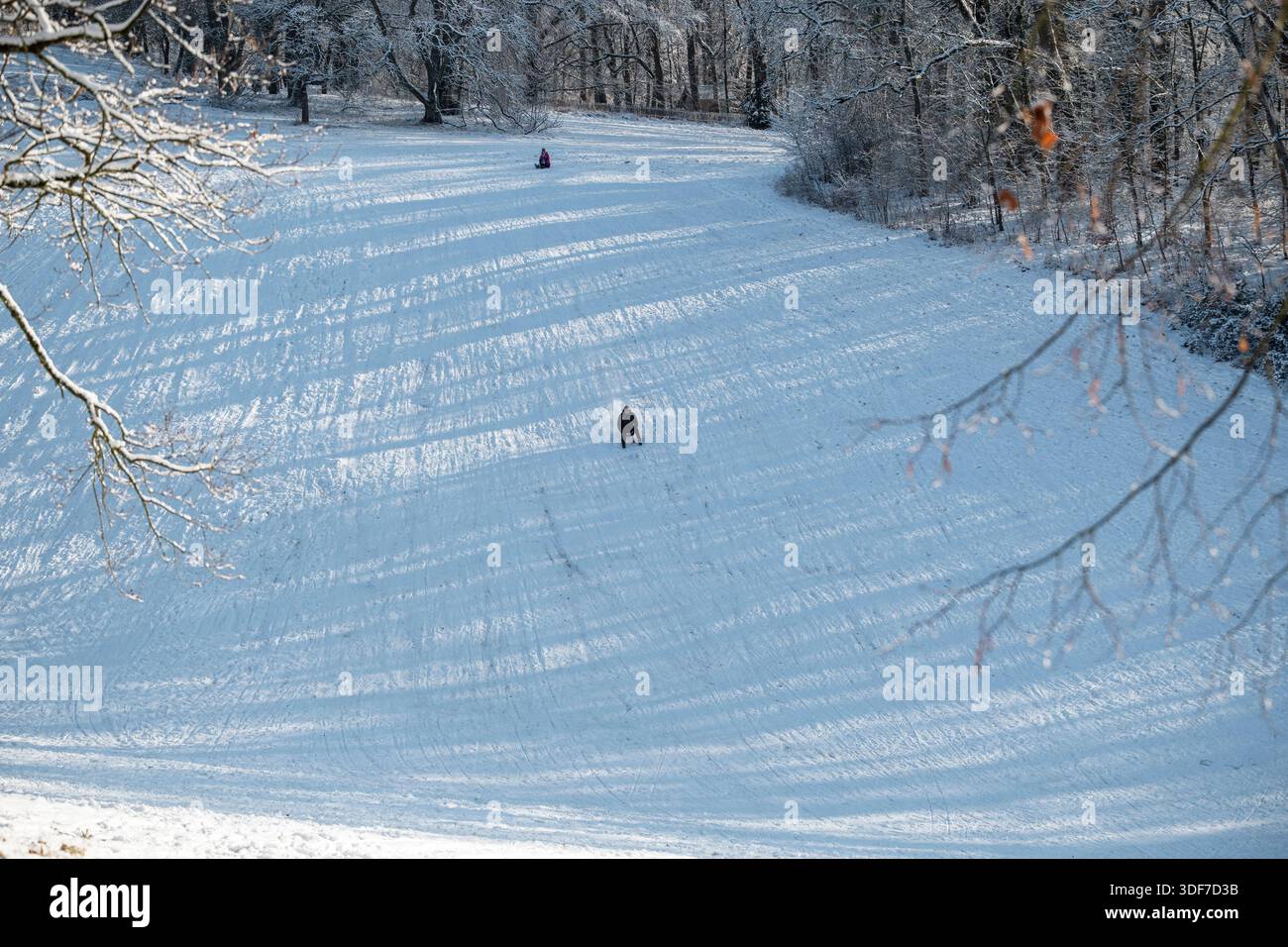 11 January 2026, Bavaria, Coburg: A person rides a sledge down a hill ...