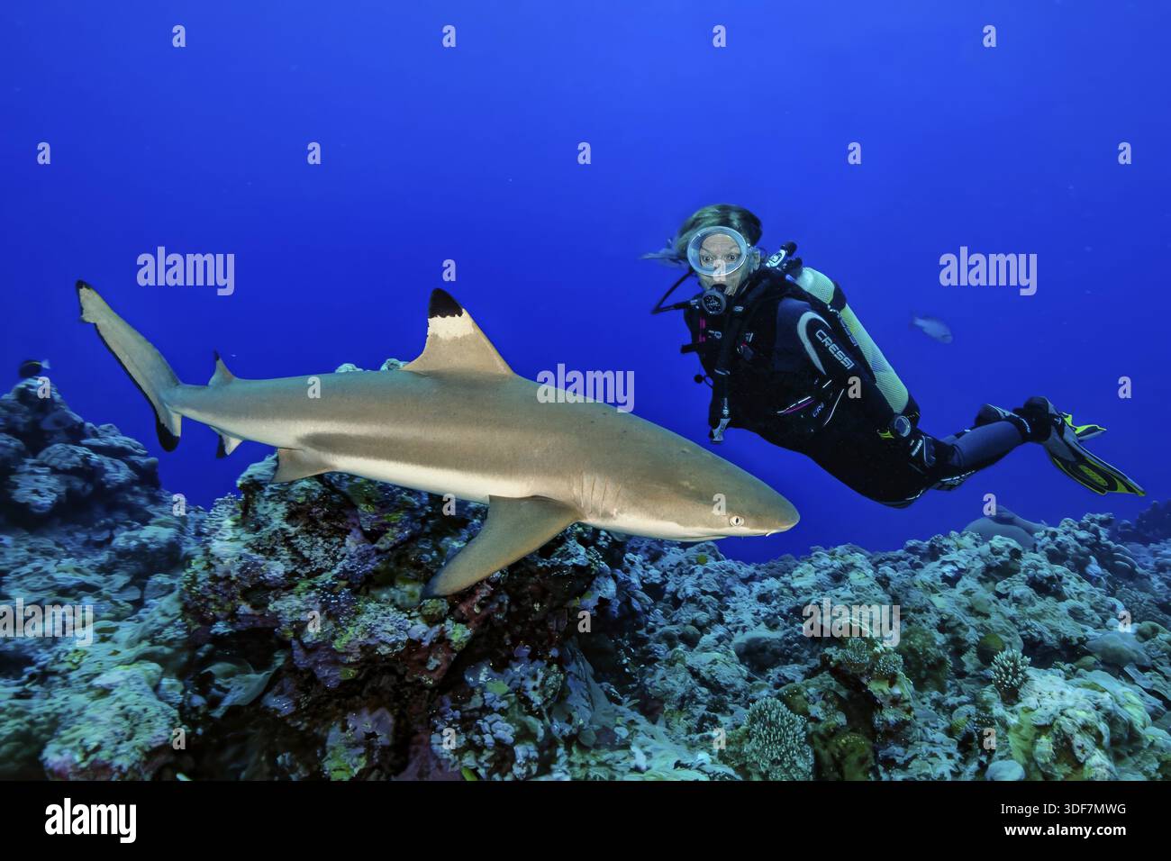 Underwater photo Diver is frightened and looks at blacktip reef shark ...