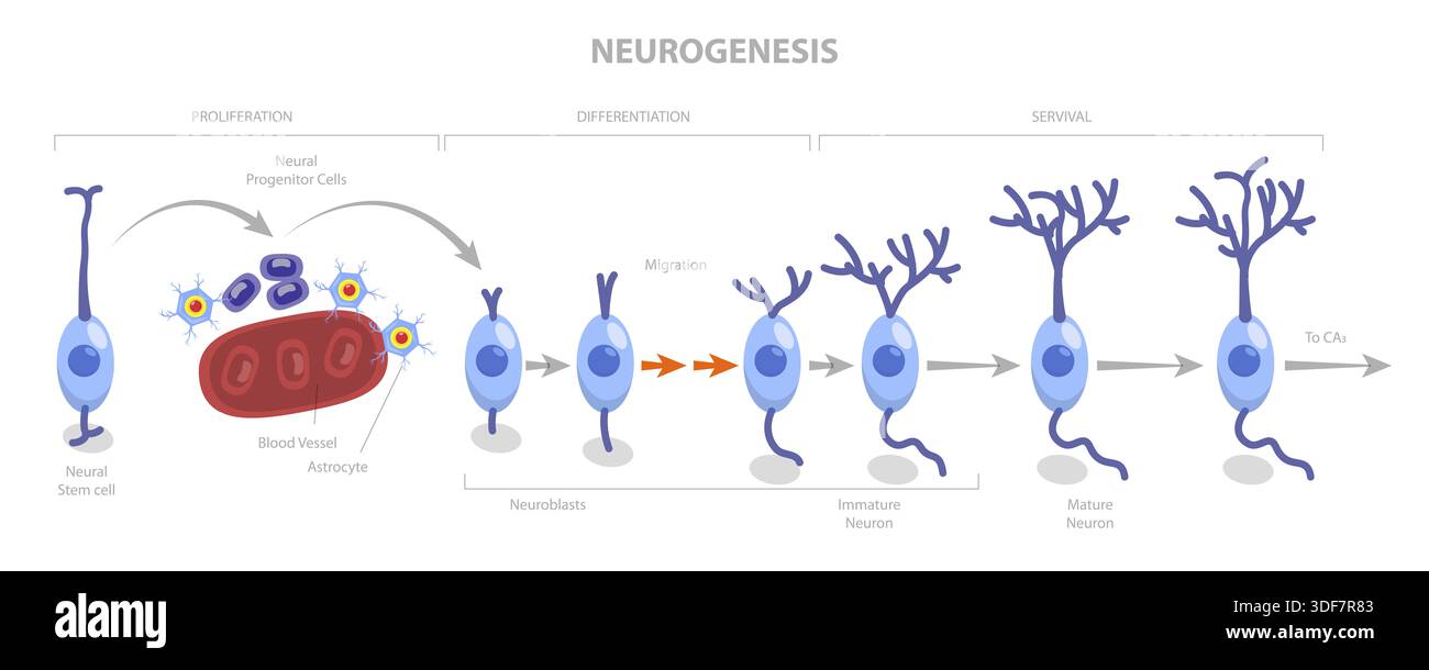 3D Isometric Flat Illustration of Neurogenesis, Neuron Development ...