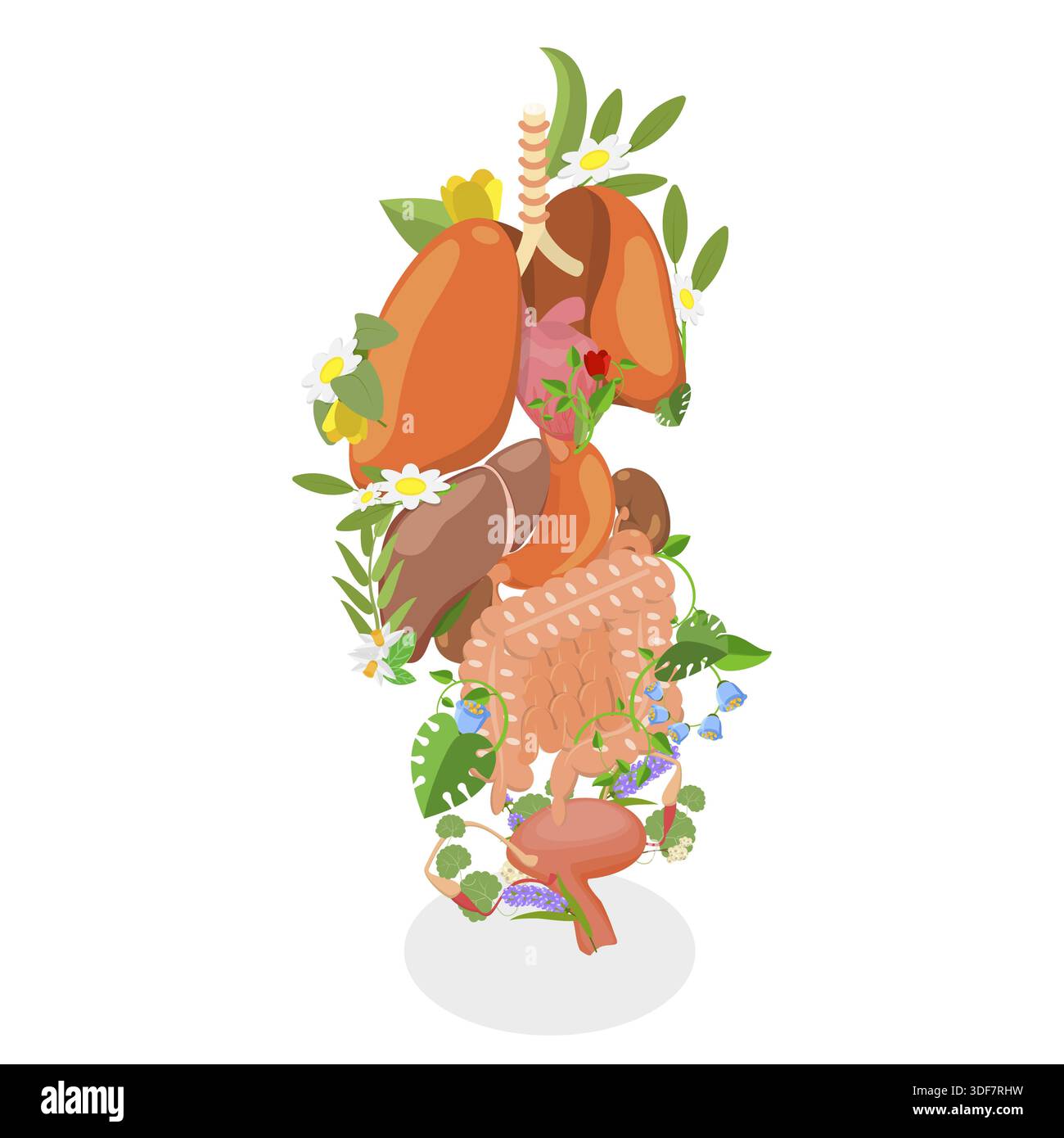 3D Isometric Flat Illustration of Human Anatomy, Internal Organs Among ...