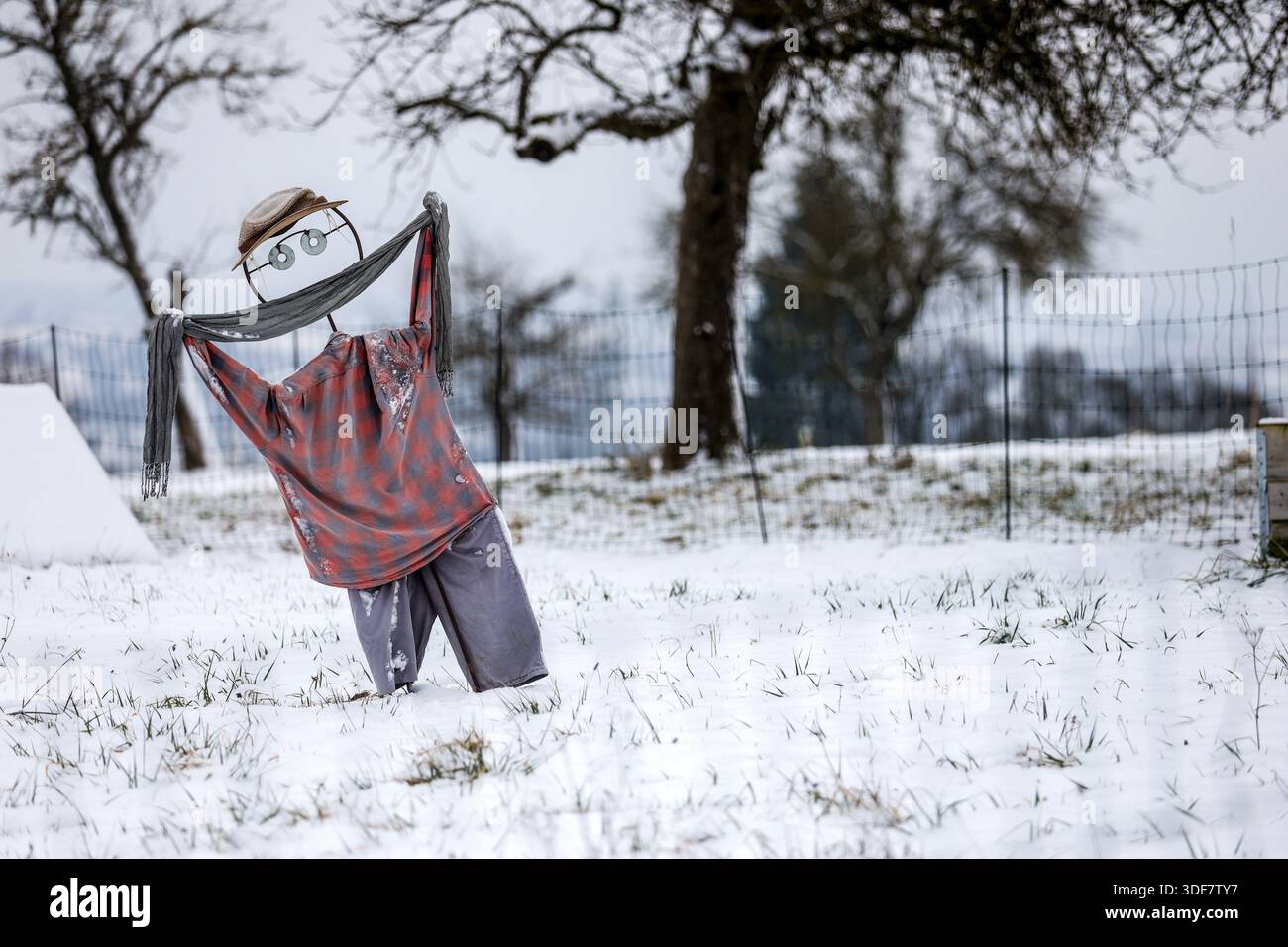11 January 2026, Baden-Württemberg, Altheim: A scarecrow stands on a ...