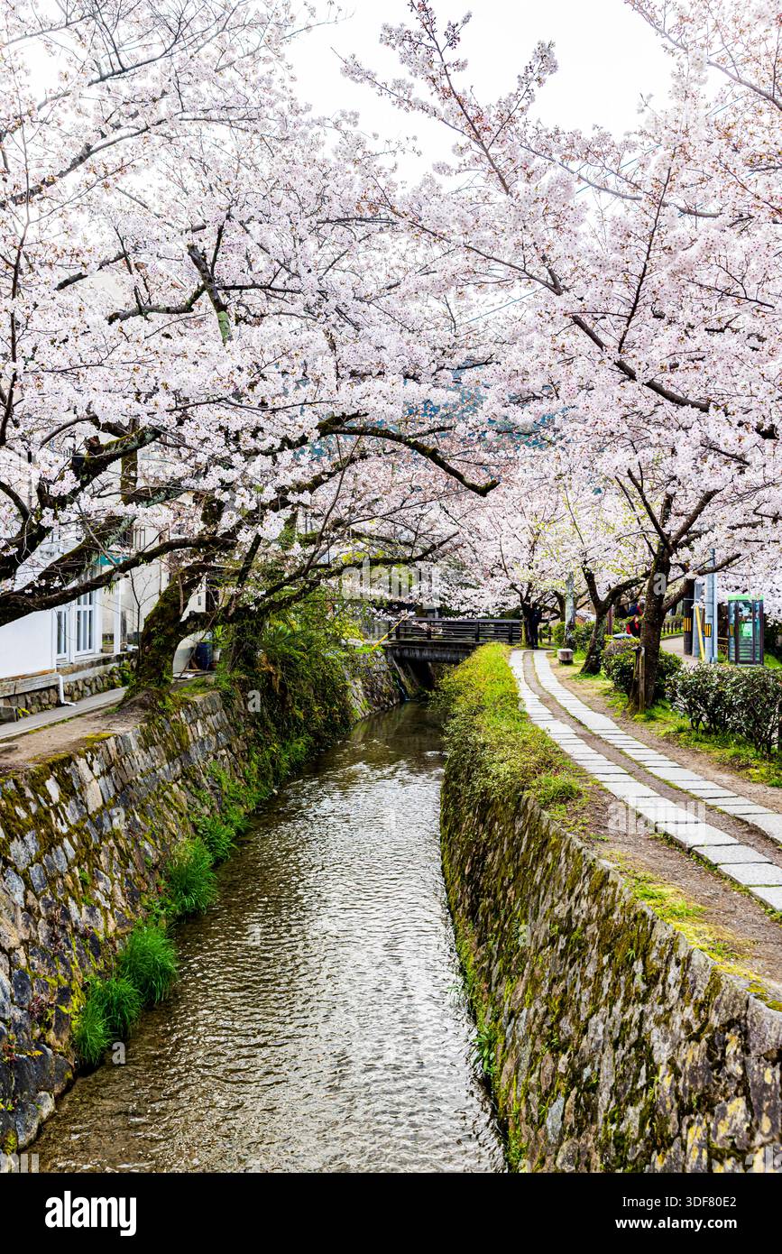 Kyoto Philosopher's Path - Cherry Blossom Scenery Stock Photo - Alamy