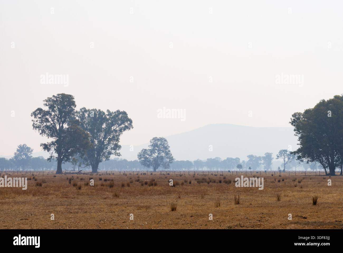 January 11, 2026, Oxley, Victoria, Australia: OXLEY, AUSTRALIA ...
