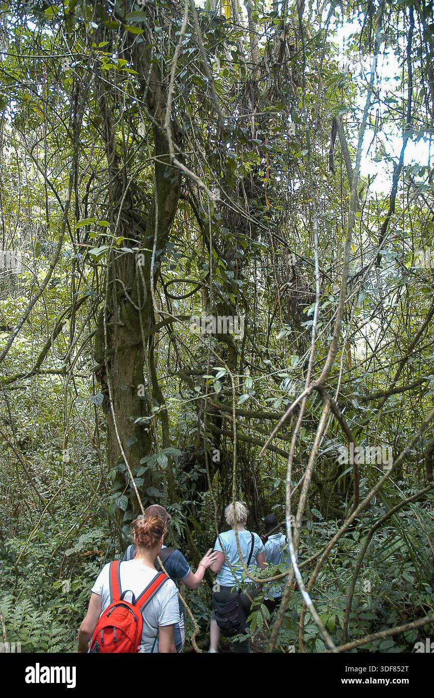 Amabere ga nyina mwiru folklore tour hi-res stock photography and ...