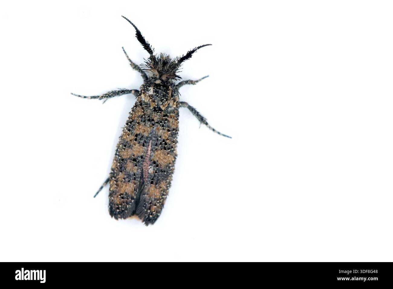 Rye stem borer, Ochsenheimeria taurella. A species of moth whose ...