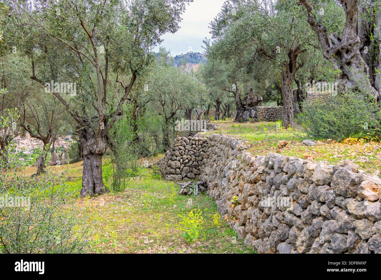 Terraced green landscape olive tree hi-res stock photography and images ...