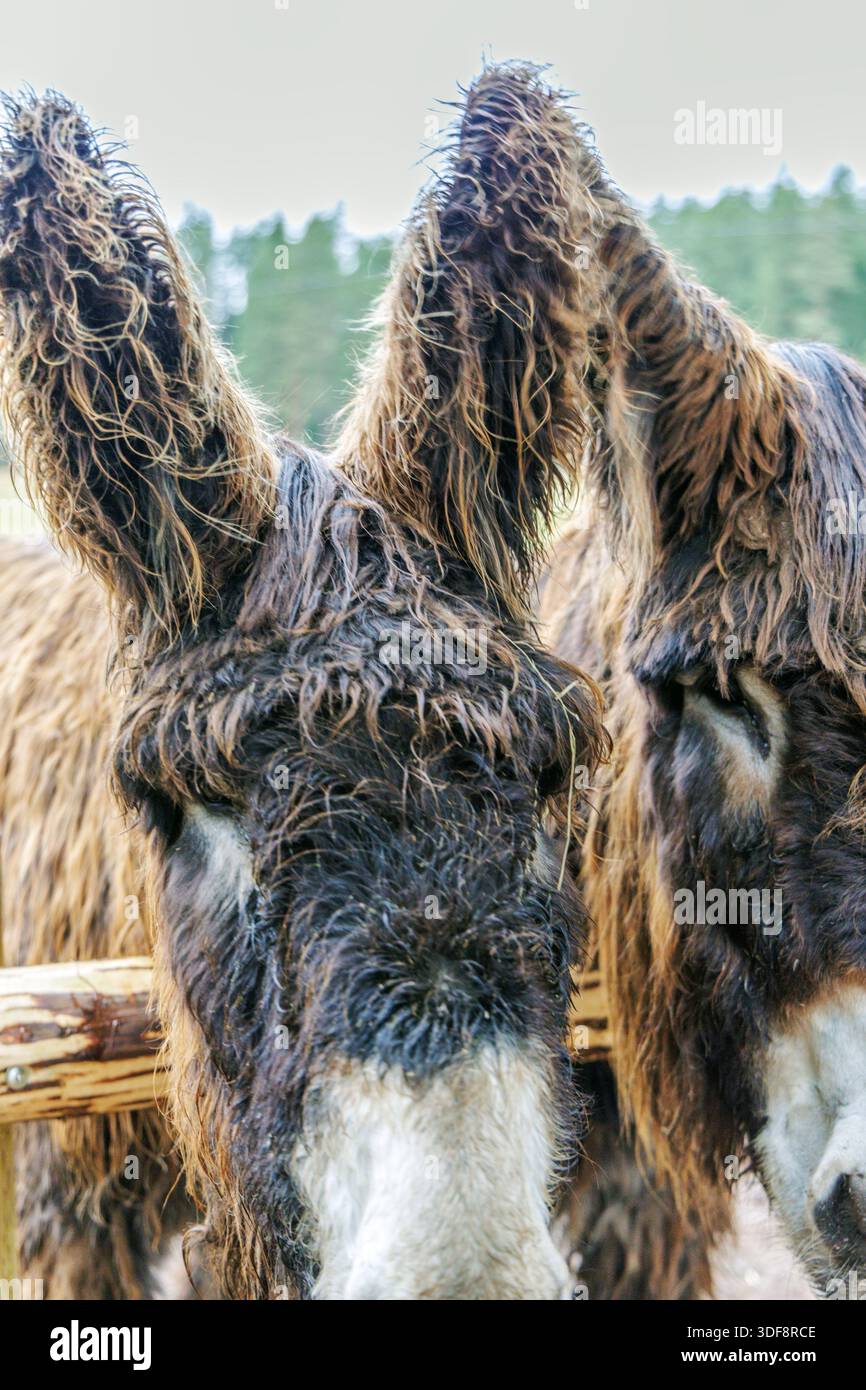 Extreme close up of the head and long ears of two Poitou donkeys ...