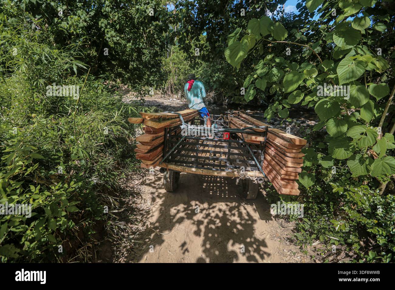 Batangas, Philippines. Jan 11, 2026. A Filipino farmer transports ...